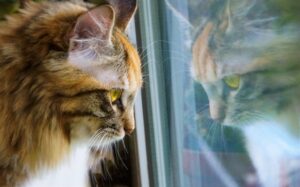 The Feline Spectrum: Exploring What Colors Cats Can See