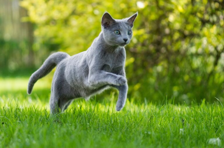 13 Best Cat Breeds for Every Cat Lover
