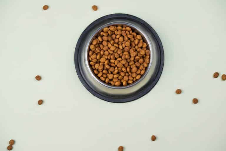What To Feed Stray Cats: Dos and Don'ts