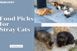 What To Feed Stray Cats: Dos and Don'ts